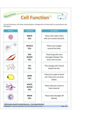 Cells (Yrs 7-8 Science Grab Bags) – ORB Education Australia
